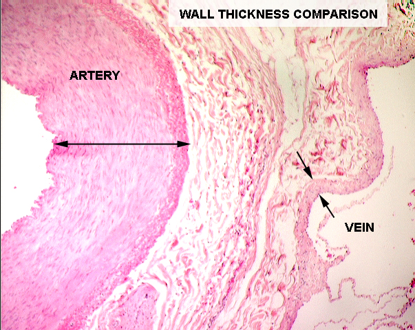 Arteries Veins And Capillaries Microscope